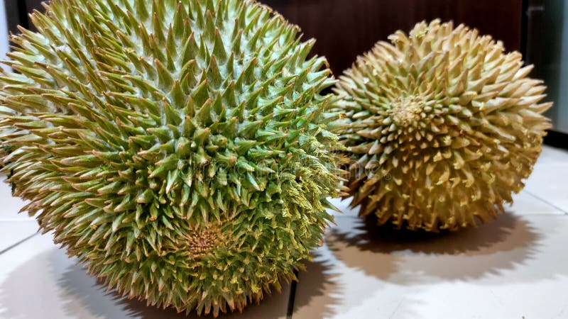 Durian -Strong Smell but Incredibly Nutritious Stock Image - Image of ...