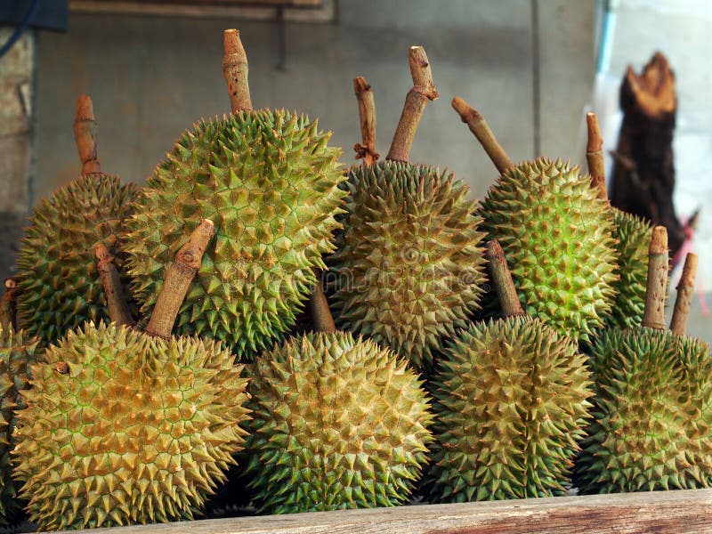 Durian on the table stock photo. Image of sharp, king - 56605930