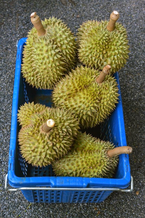 Durian Thai Monthong Durian Thailand Fruit Stock Photo - Image of ...