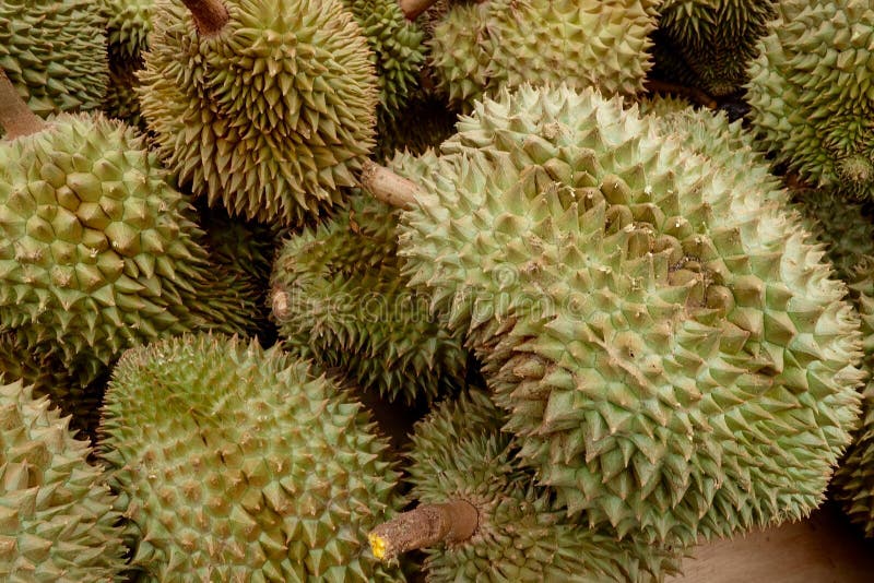 Durian stock photo. Image of thai, fresh, fruit, maket - 72260660