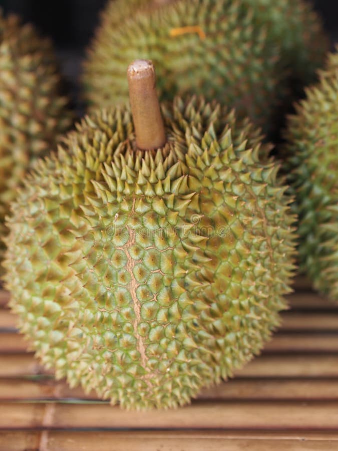 Durian Thai Fruit Have Sharp Thorn Stock Image - Image of closeup ...