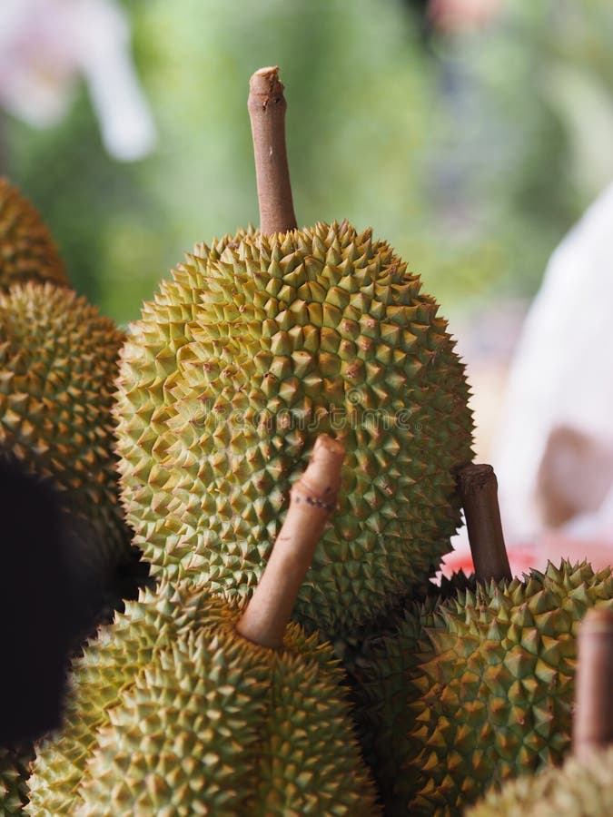 The King of Fruit is Flesh and Ripe Durian Inside is Yellow and Green ...