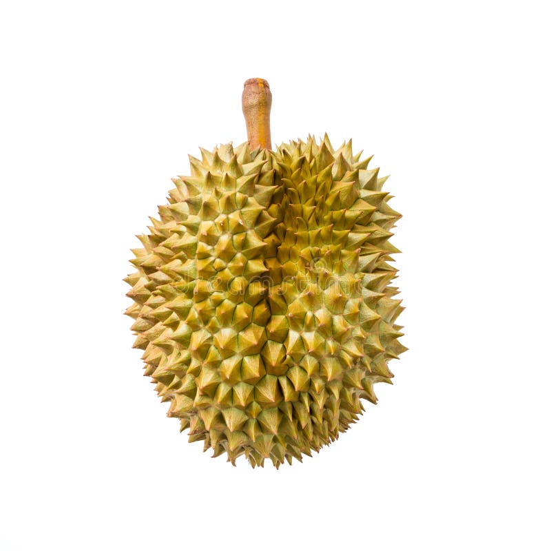Durian Thai fruit stock photo. Image of nutritious, food - 47689740