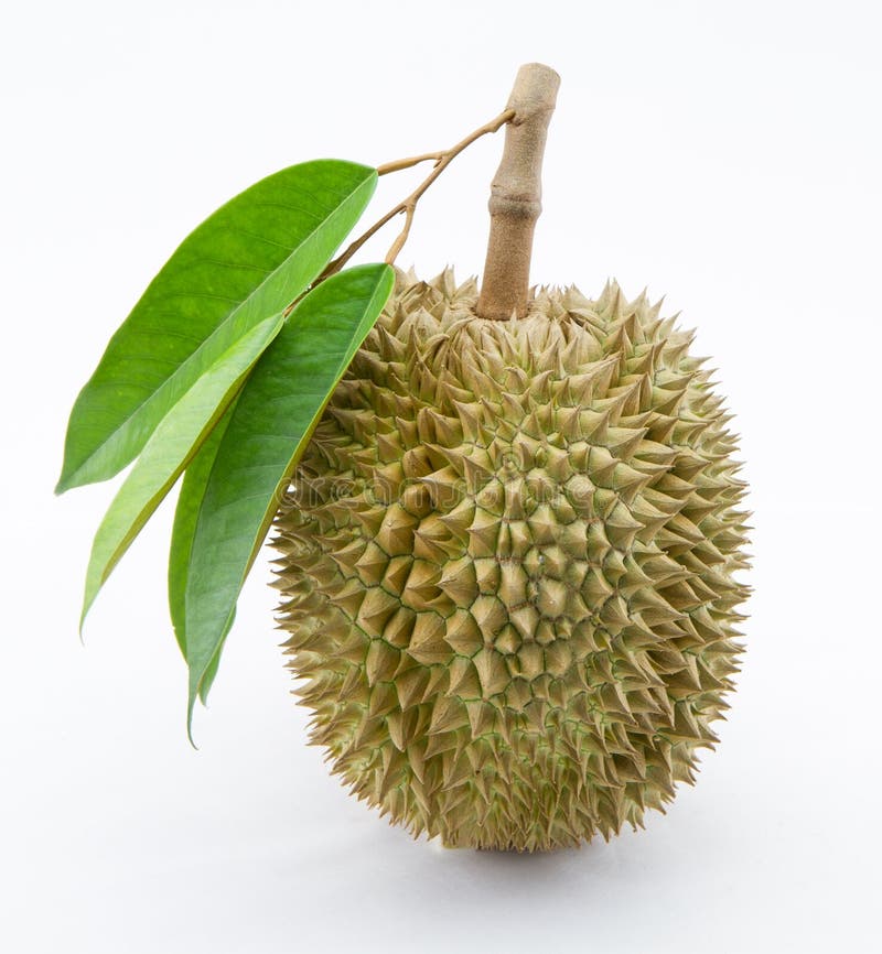 Durian Thai Monthong Durian Thailand Fruit Stock Photo - Image of ...