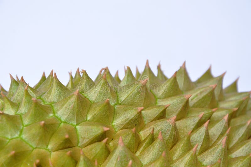 Durian Thorn Texture and Background Stock Photo - Image of timber ...