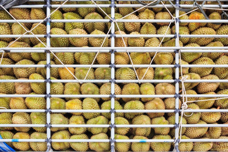 Durian is Transported by Car. Stock Image - Image of monthong, market ...