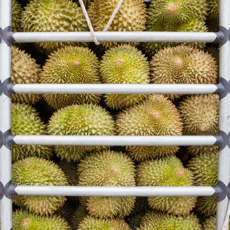 Durian Transported Car Stock Photos - Free & Royalty-Free Stock Photos ...