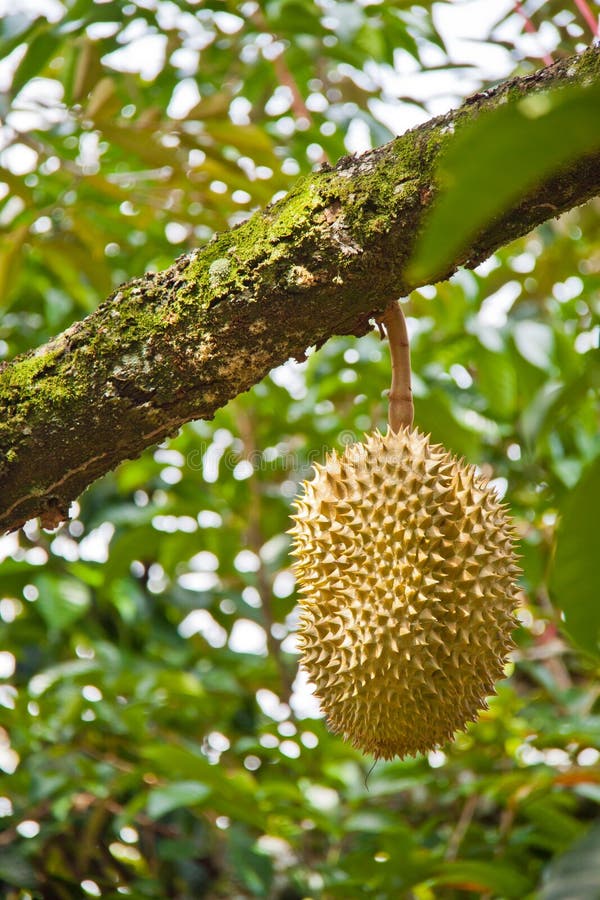 Durian on tree stock photo. Image of hand, seasonal, harvest - 21823782