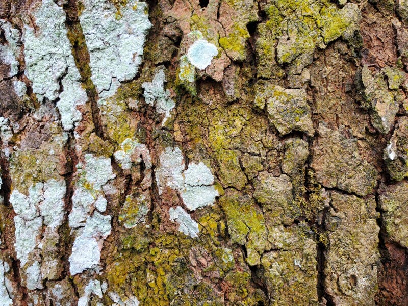 Durian Tree Bark Forms Attractive Patterns on the Bark of the Tree ...