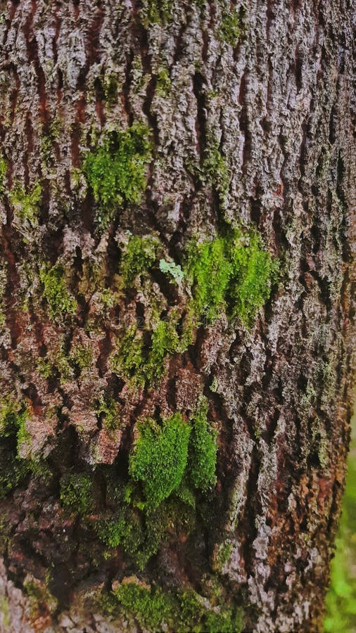 Durian tree bark stock image. Image of abstract, bark - 262349191