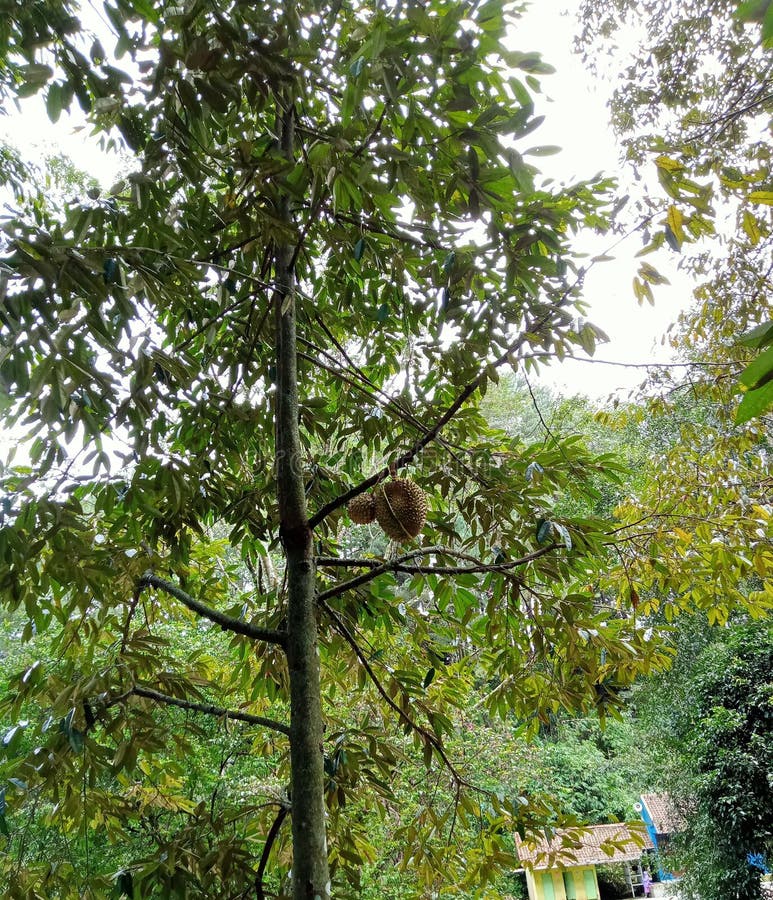 A Durian Tree that is Bearing Fruit Becomes a Beautiful View in the ...