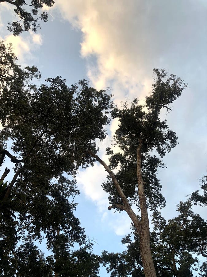 Durian Tree in a Beautiful Afternoon Stock Photo - Image of light ...