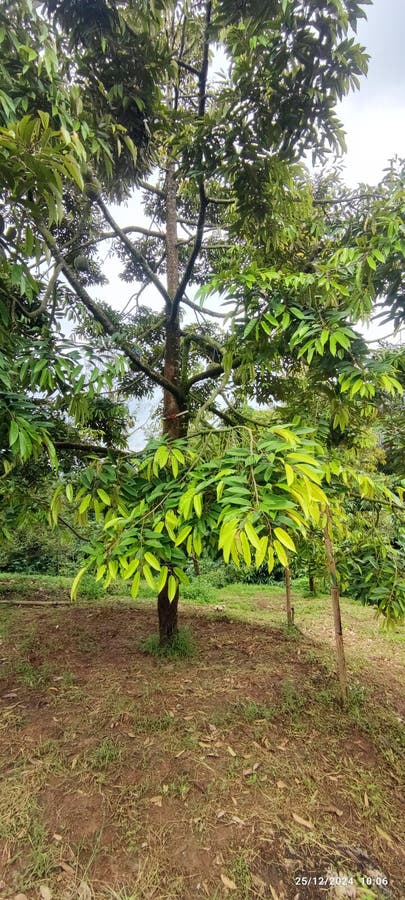 A Durian Tree Black Thron that is Deficient in Micronutrients Stock ...