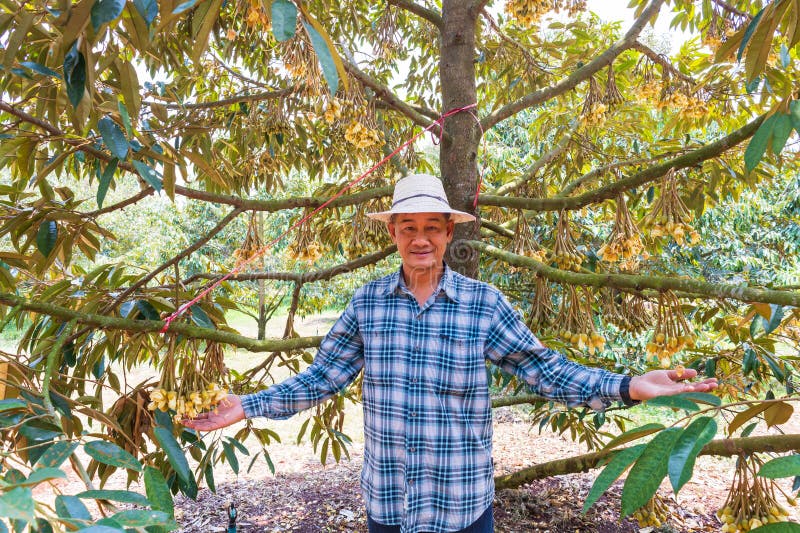 Durian Tree Blooming in the Durian Orchard Stock Image - Image of ...
