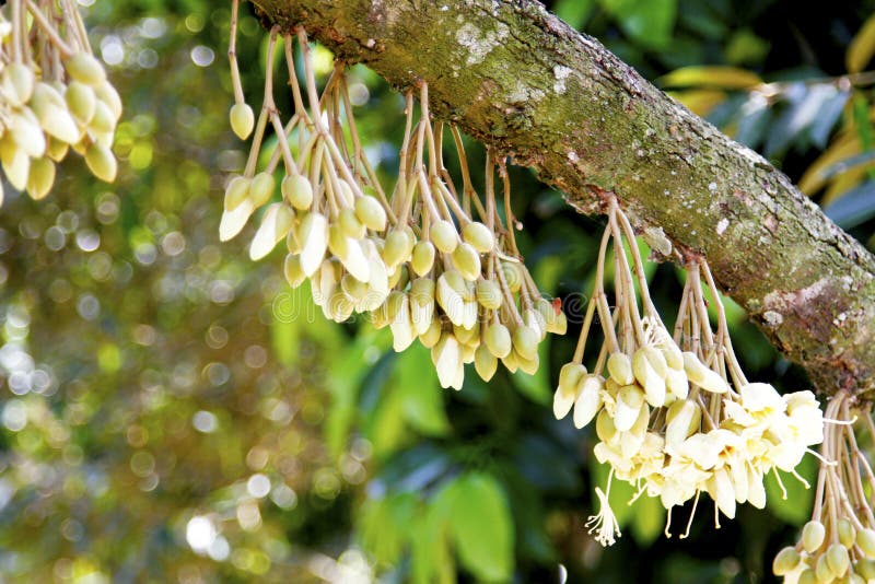 Bunch of Durian Flower on Tree Abstract Background Stock Photo - Image ...