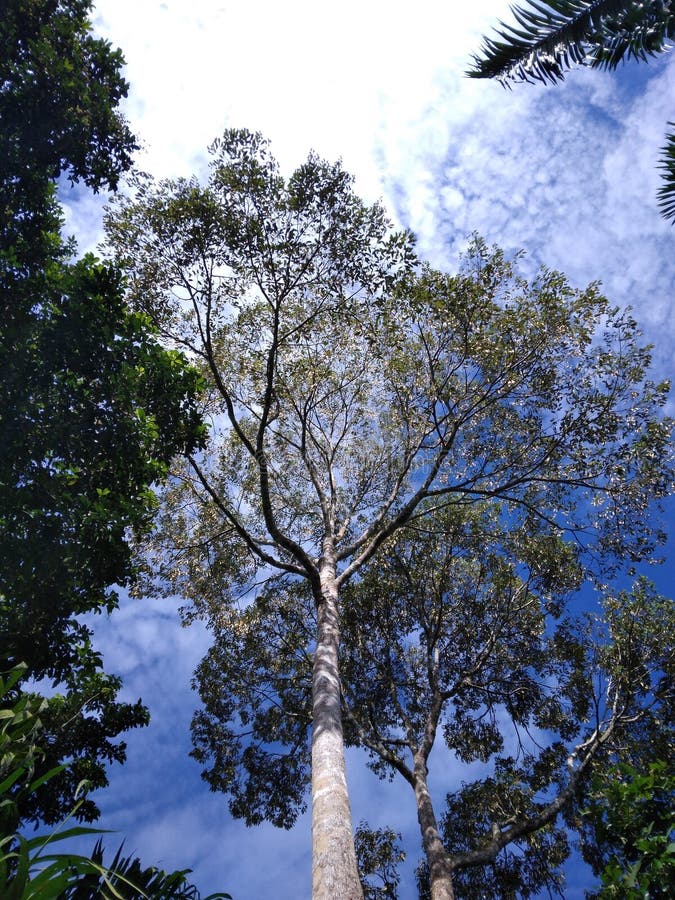 This is a Durian Tree that is Decades Old. Stock Photo - Image of green ...
