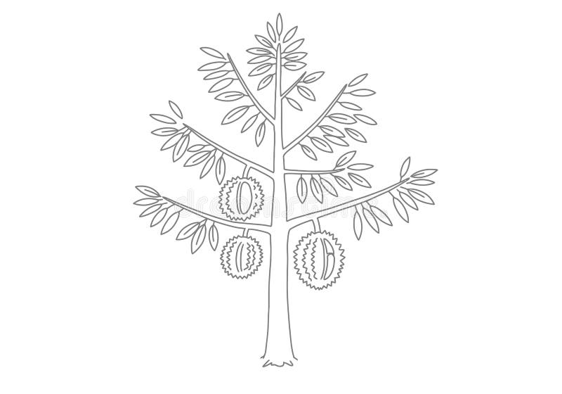 Durian tree drawing stock vector. Illustration of organic - 388984359