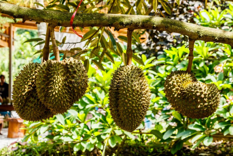 Durian Tree in the Farm Fruit. Stock Image - Image of outdoor, life ...