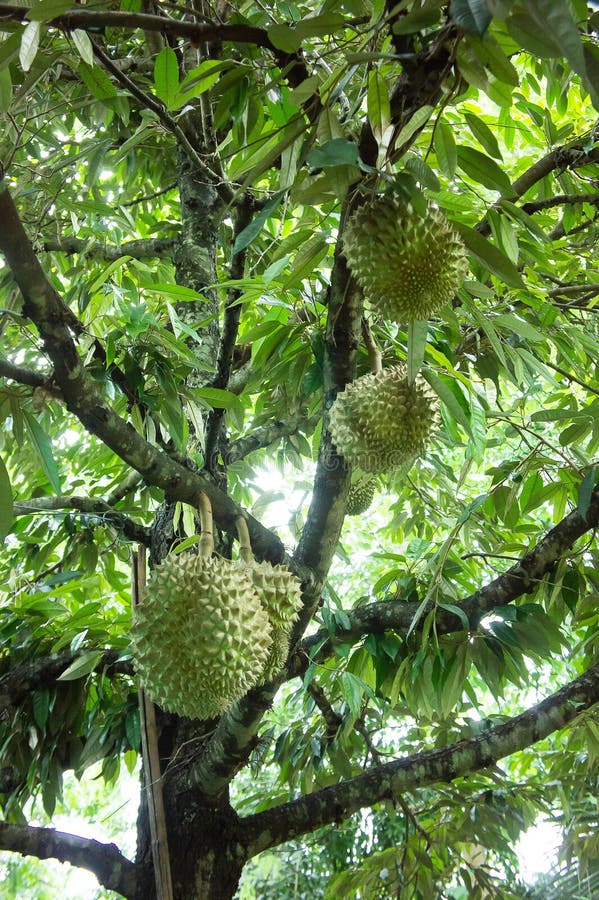 Durian Tree in the Farm Fruit Stock Photo - Image of life, growth ...