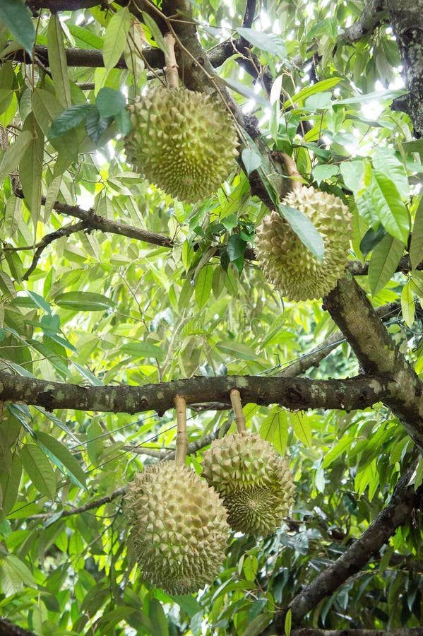 Durian Tree in the Farm Fruit Stock Image - Image of agriculture ...