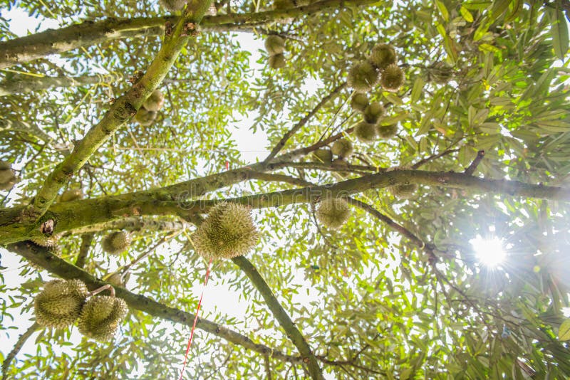 Durian Tree in the Farm, Thai King Fruit Stock Image - Image of fruit ...
