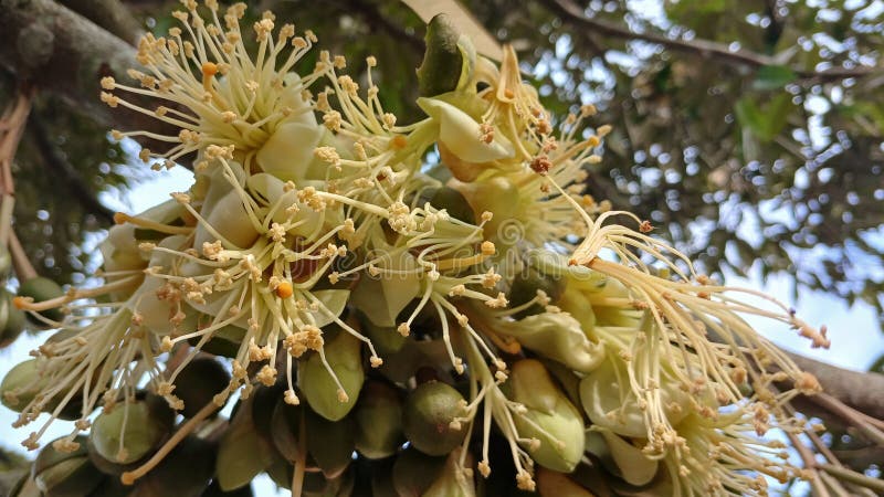 Durian tree and flower stock image. Image of produce - 357462911