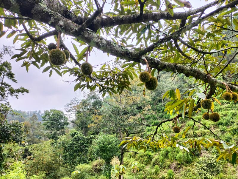 Durian Tree stock image. Image of tree, fruit, durian - 262823115