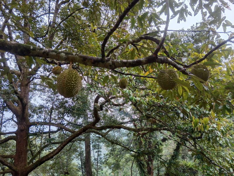 Durian Tree Forest of West Sumatra Stock Image - Image of leaf, sumatra ...