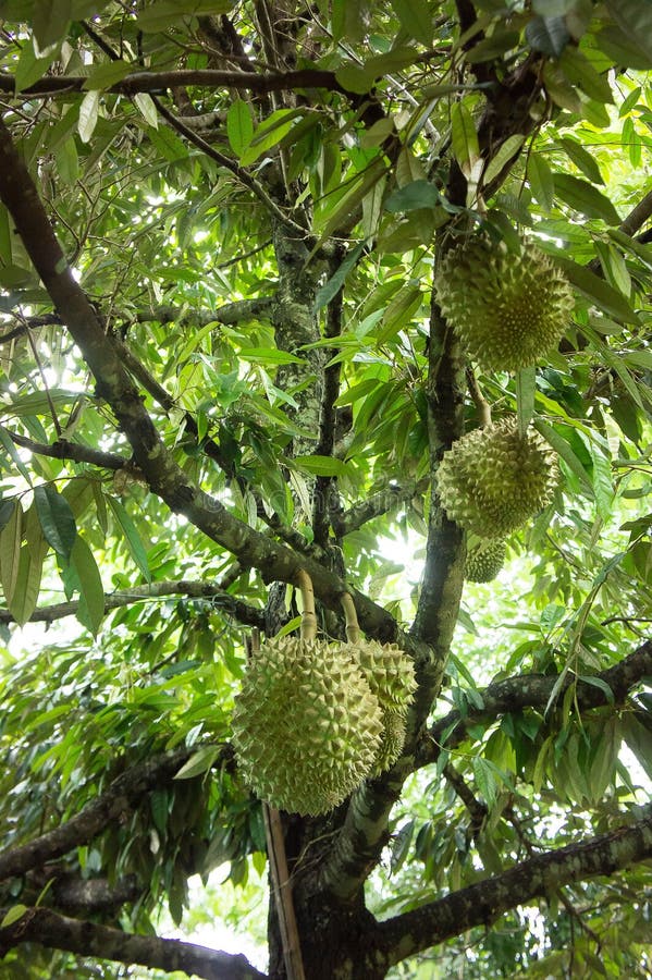 Durian Tree in the Fram Fruit Stock Photo - Image of fruit, delicious ...