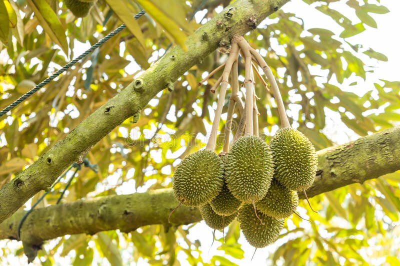 The Durian Tree is Full of Small Fruit in the Durian Orchard Stock ...