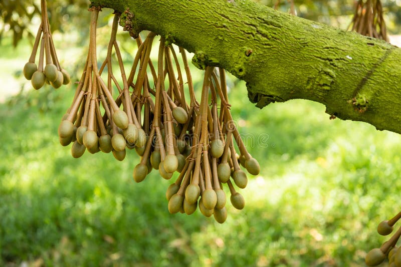 The Durian Tree is Full of Small Fruit in the Durian Orchard Stock ...