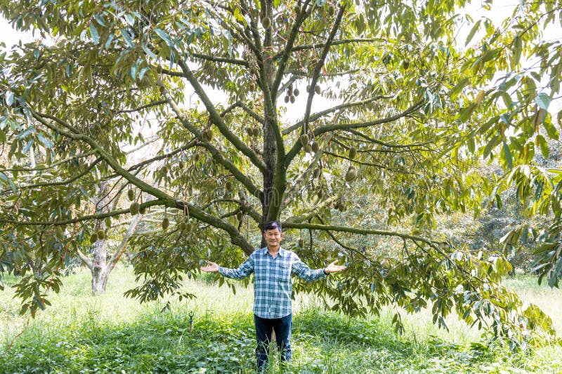 Durian Tree is Full of Small Fruit in the Durian Orchard Stock Image ...