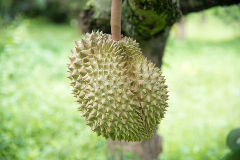 Durian Fruit on Tree in the Garden Stock Image - Image of agriculture ...