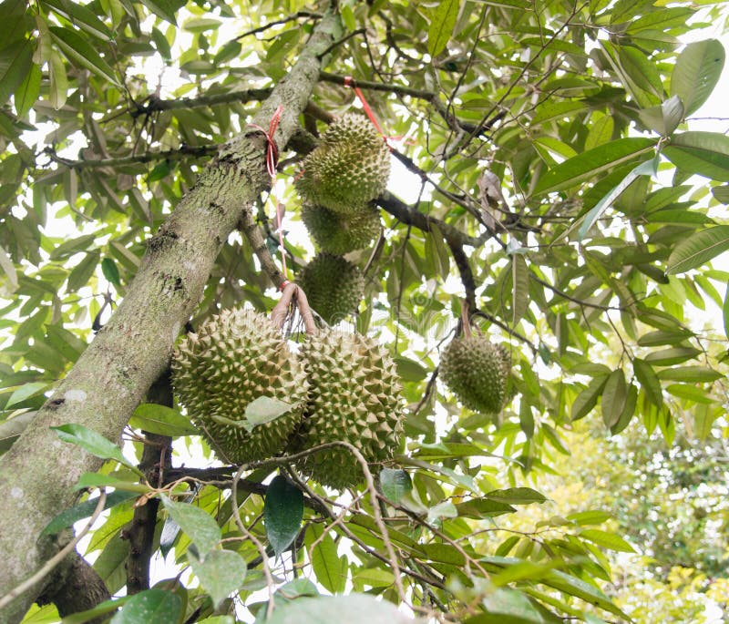 283 Big Durian Tree Stock Photos - Free & Royalty-Free Stock Photos ...