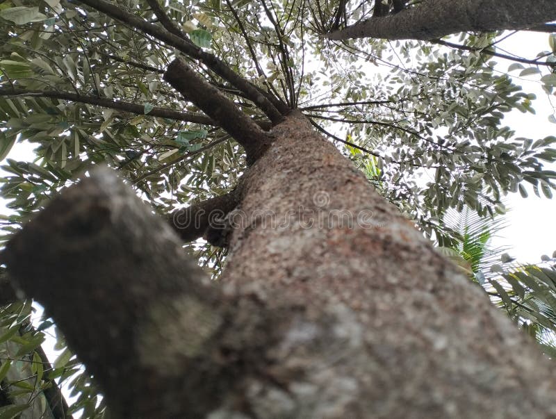 Durian tree grow up stock photo. Image of durian, grow - 297117216