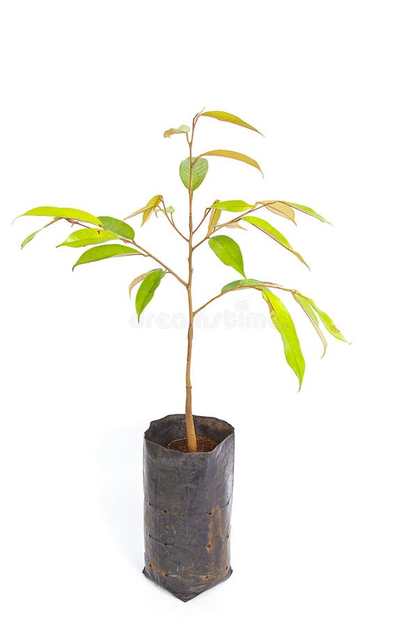 Young Durian tree isolated stock photo. Image of tree - 62669692