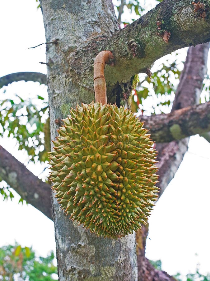 Durian tree stock image. Image of tree, durian, hard - 42543625