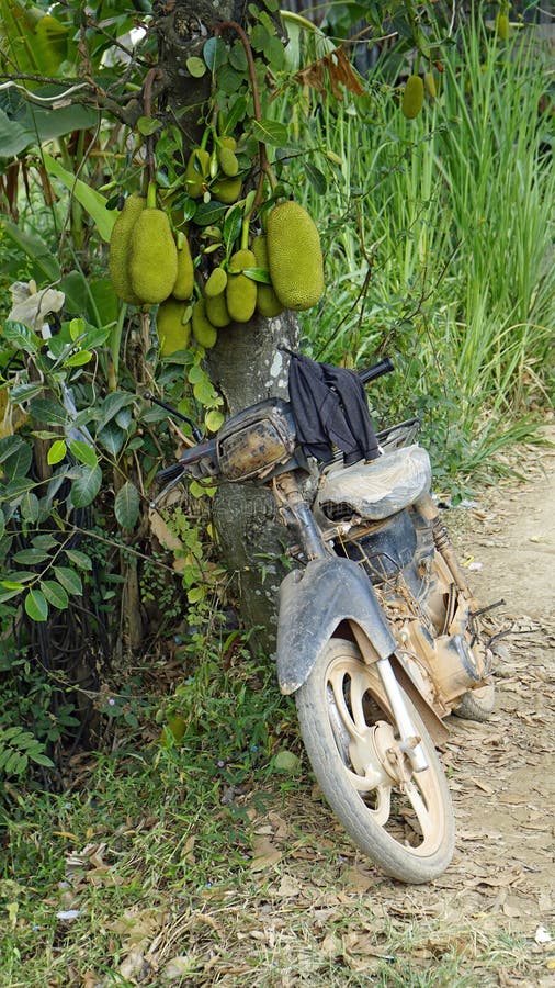 Durian Tree in Kampot in Cambodia Stock Image - Image of kampot, asian ...