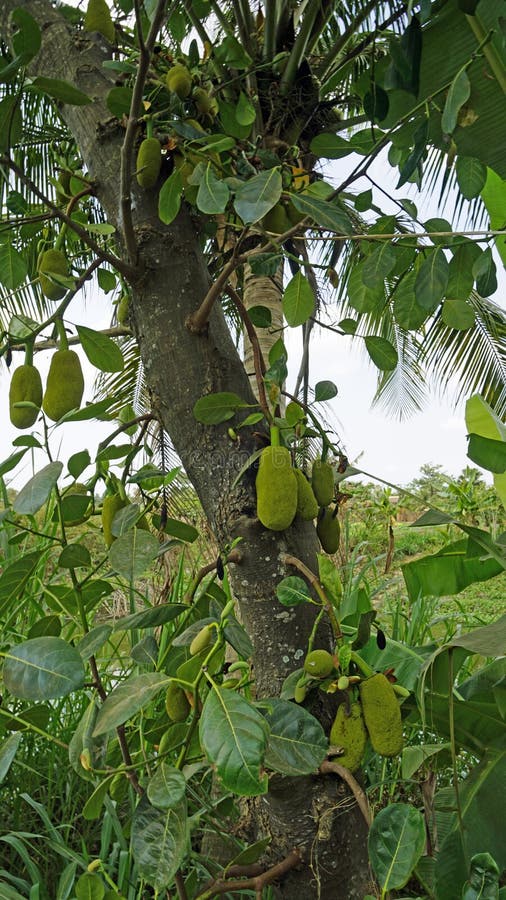 Durian Tree in Kampot in Cambodia Stock Image - Image of tree, nature ...