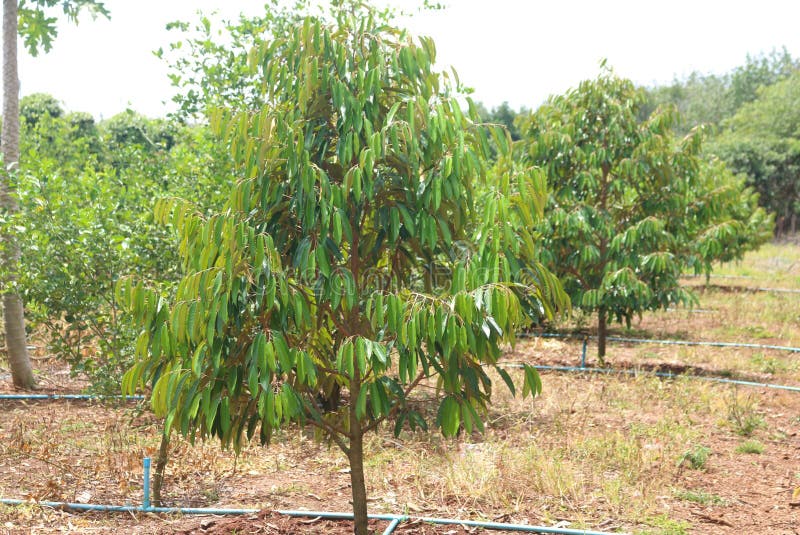 Durian Tree with Irrigation Stock Photo - Image of asian, garden: 203060500
