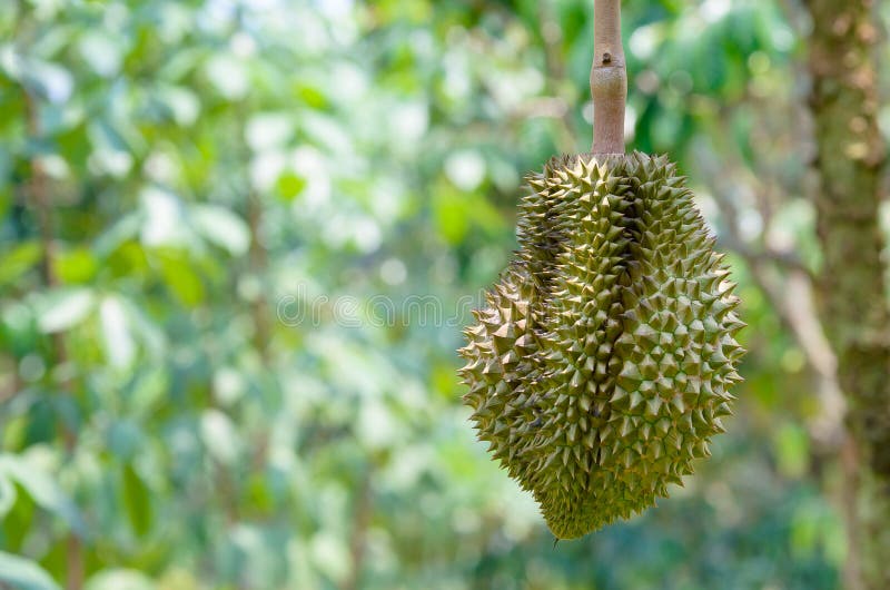 The durian on tree stock photo. Image of ripe, nature - 30777466