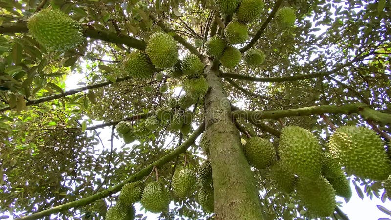 Durian Tree Plant in Garden. Tropical Fruit. Stock Video - Video of ...
