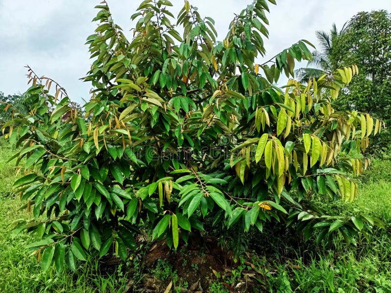 Durian Tree Seedlings that are Approximately 6 Months Old after Being ...