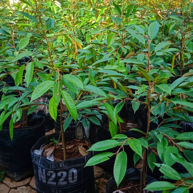 Durian Tree Seedlings from Shoot Grafting Stock Image - Image of shoot ...