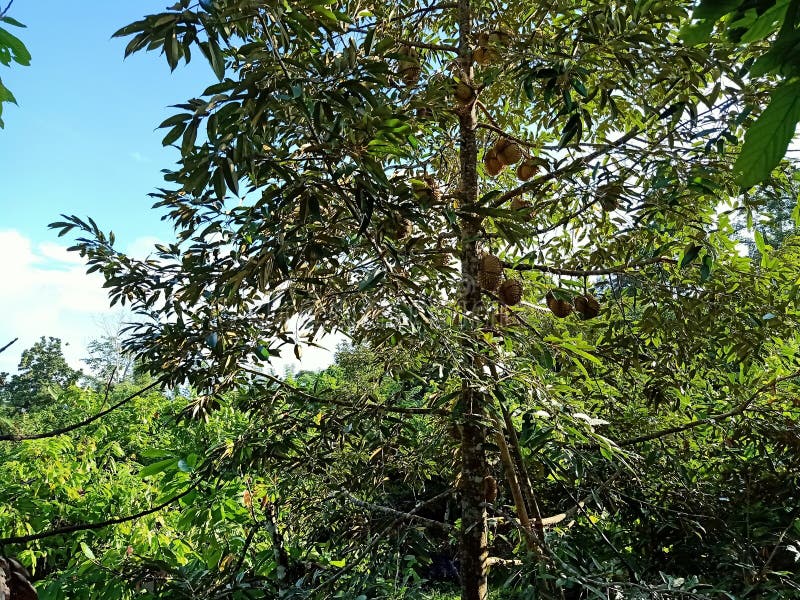 The Durian Tree is a Succulent Durian Stock Image - Image of forest ...