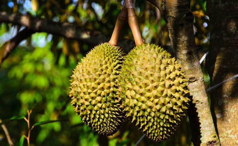 Durian on tree stock photo. Image of organic, orchard - 32619280