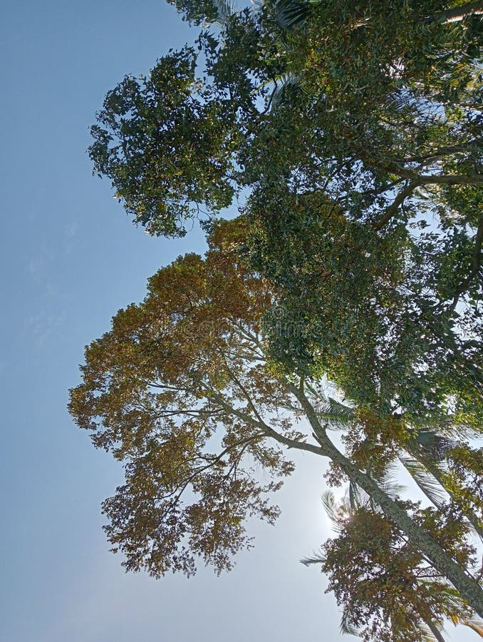 Durian tree stock image. Image of tree, durian, vilages - 281279031