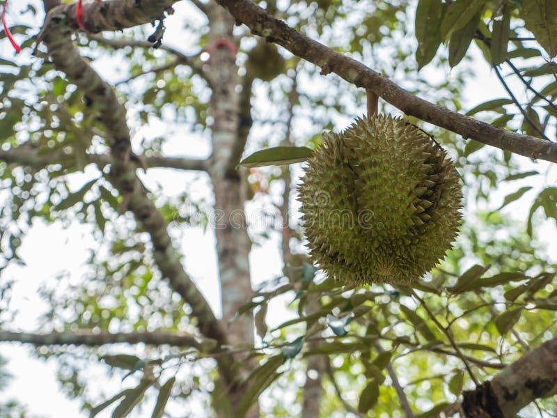 Durian tree in farm stock photo. Image of gourmet, fruit - 138434208