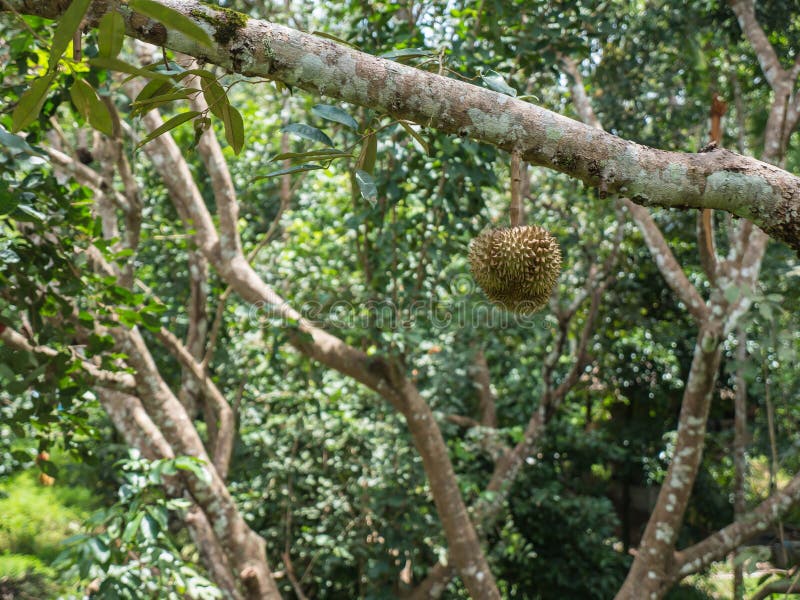 Durian tree in farm stock image. Image of sweet, tasty - 138434147