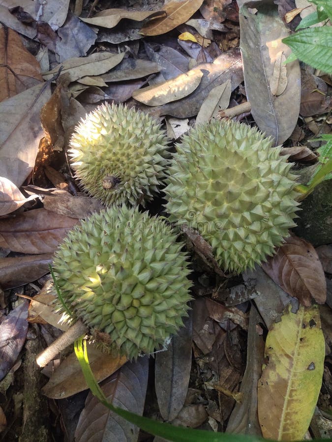 Durian tree trunk stock photo. Image of three, garden - 324700804